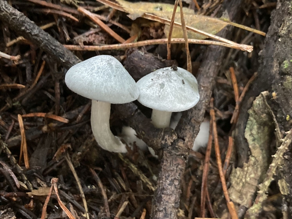 Aniseed Funnel - Wild Food UK