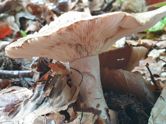 Beech Milkcap - Wild Food UK