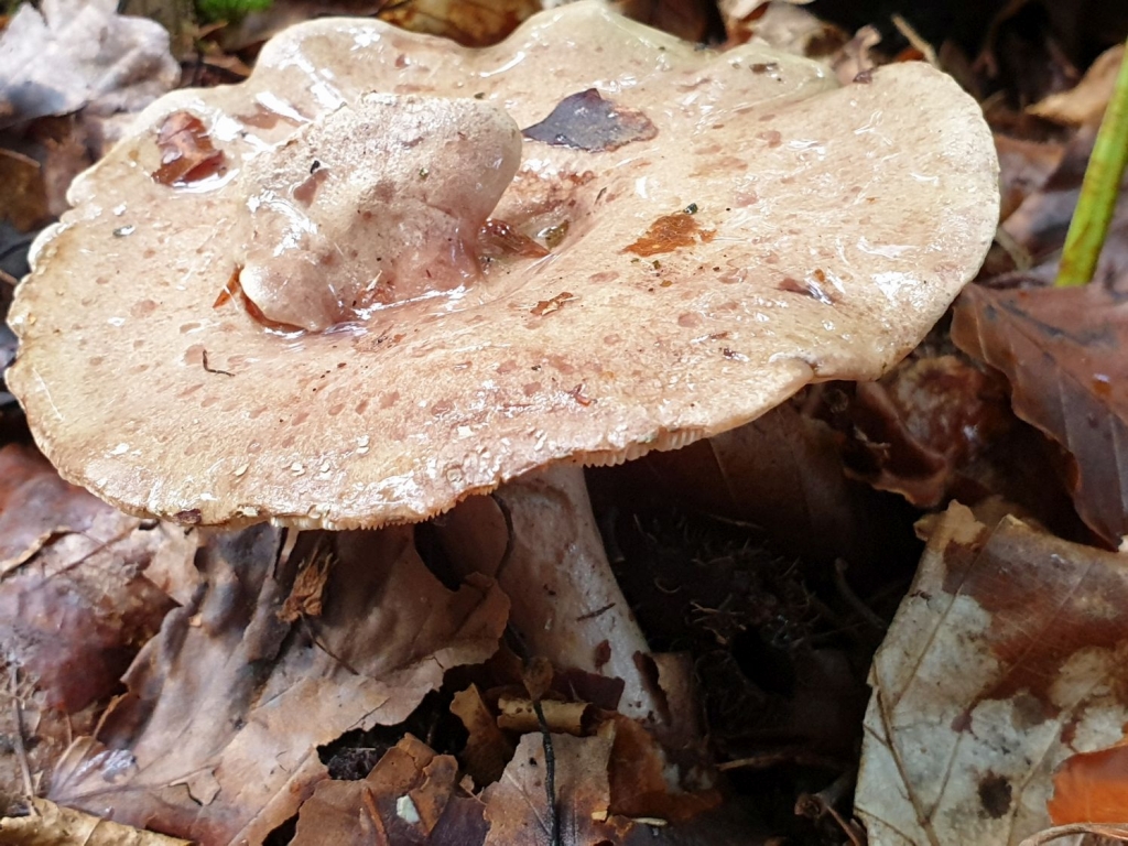 Beech Milkcap - Wild Food UK