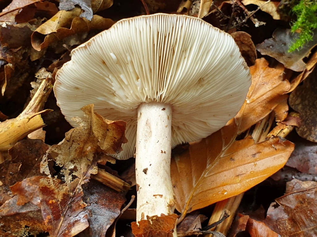 Beech Milkcap - Wild Food UK