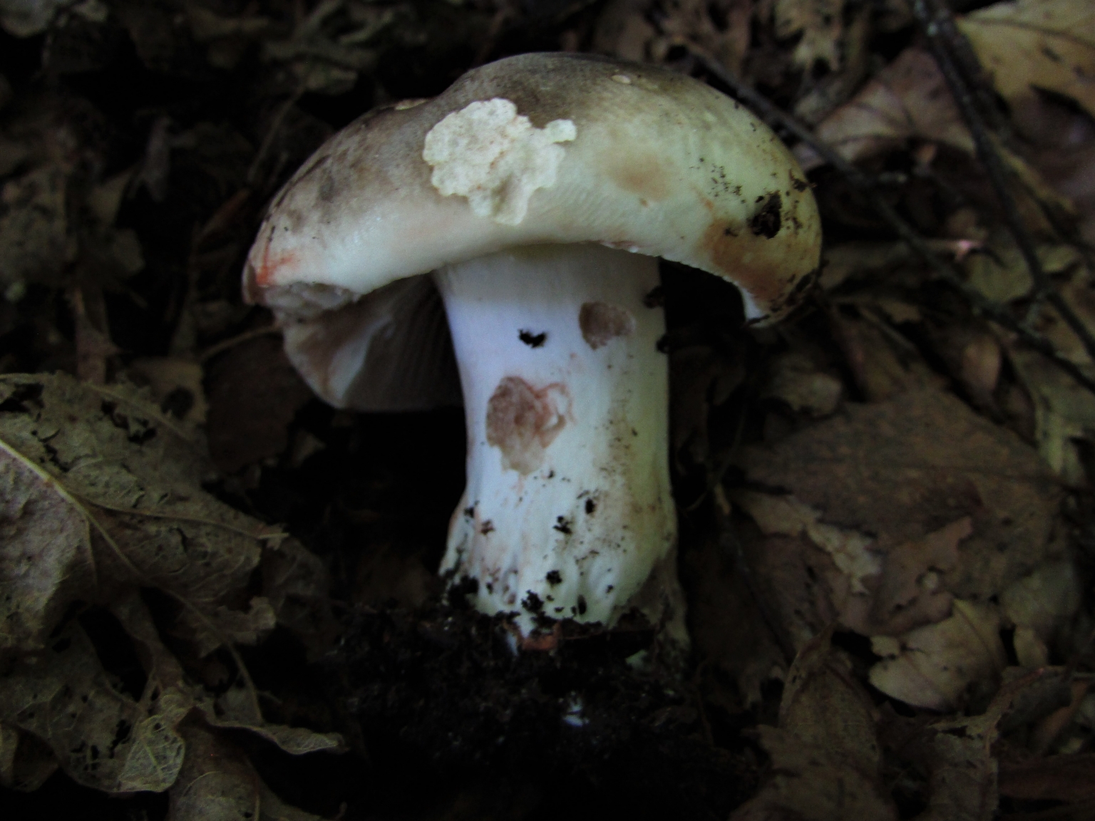 Blackening Brittlegill - Wild Food UK