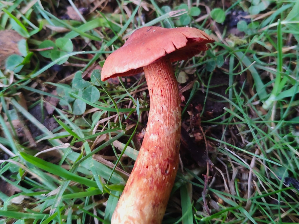 Deadly Webcap - Wild Food UK