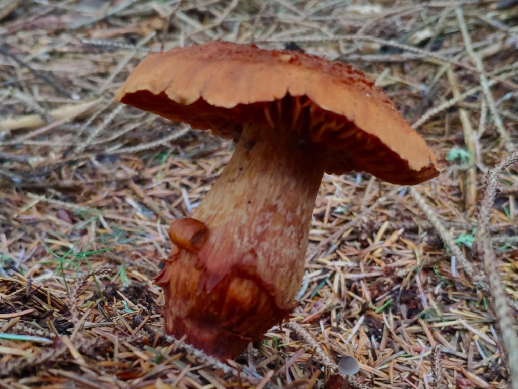 Deadly Webcap - Wild Food UK