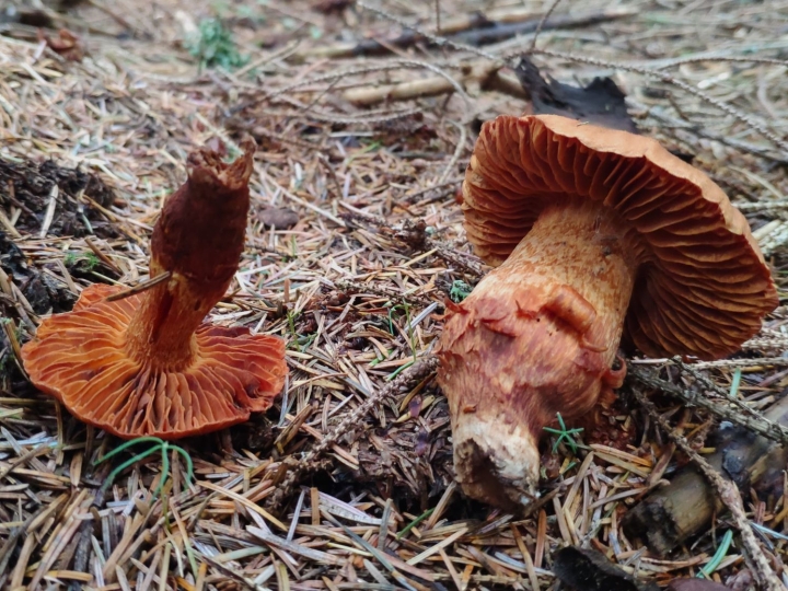 Deadly Webcap - Wild Food UK