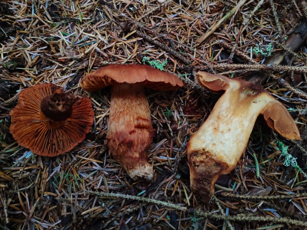 Deadly Webcap - Wild Food UK