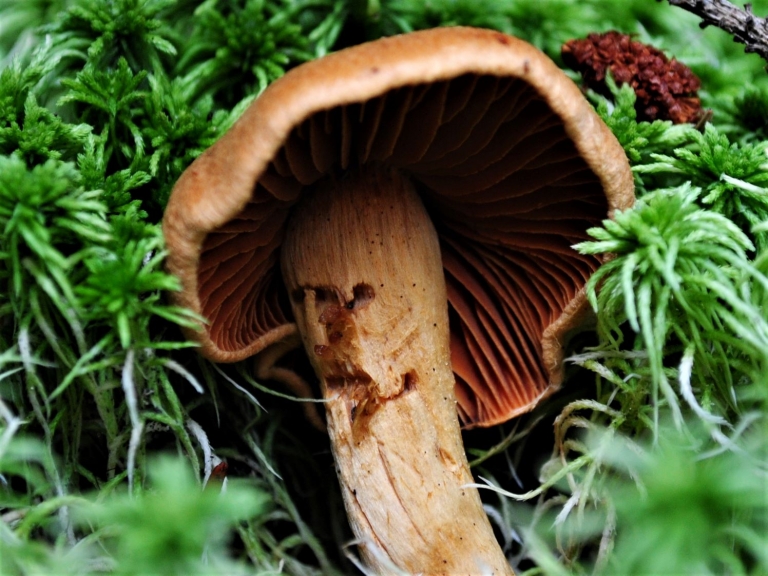 Deadly Webcap - Wild Food UK