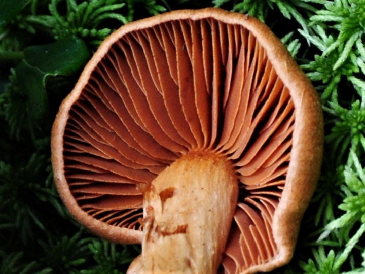 Deadly Webcap - Wild Food UK