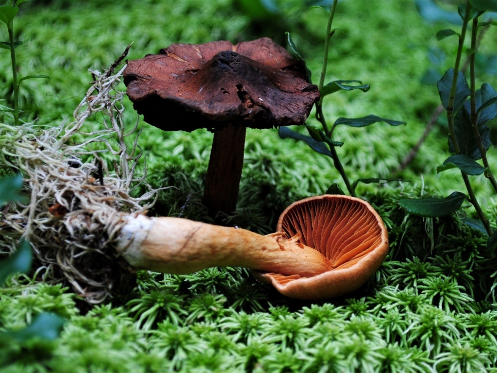 Deadly Webcap - Wild Food UK