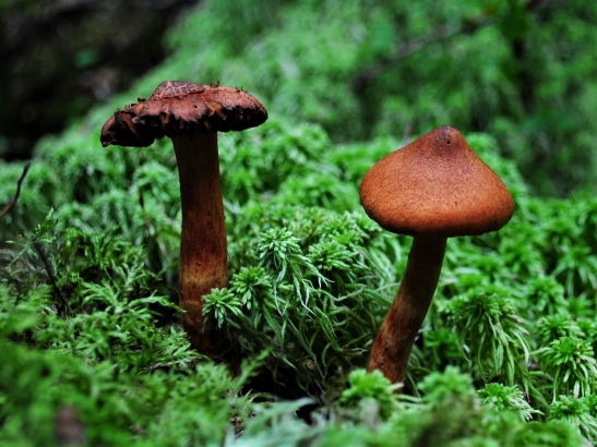 Deadly Webcap - Wild Food UK