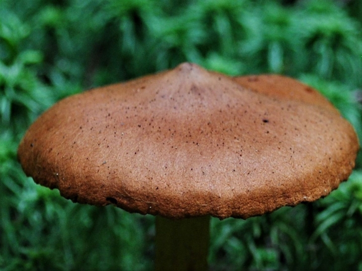 Deadly Webcap - Wild Food UK