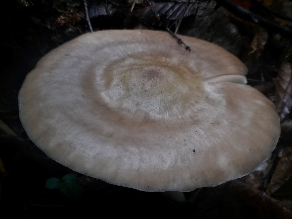 Deer Shield - Wild Food UK