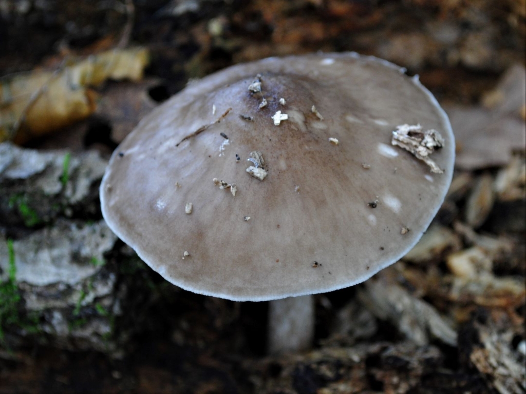 Deer Shield - Wild Food UK