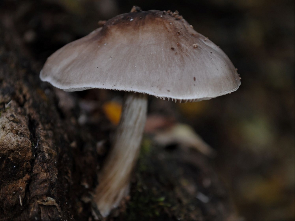 Deer Shield - Wild Food UK