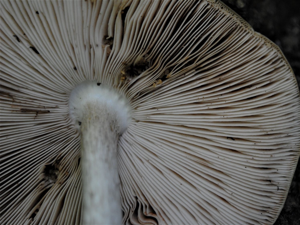 Deer Shield - Wild Food UK