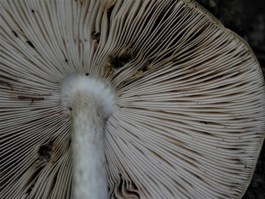 Deer Shield - Wild Food UK