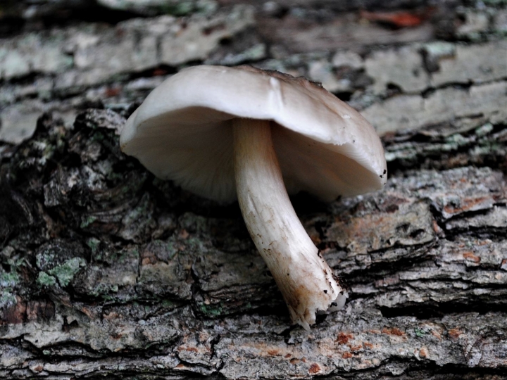 Deer Shield - Wild Food UK