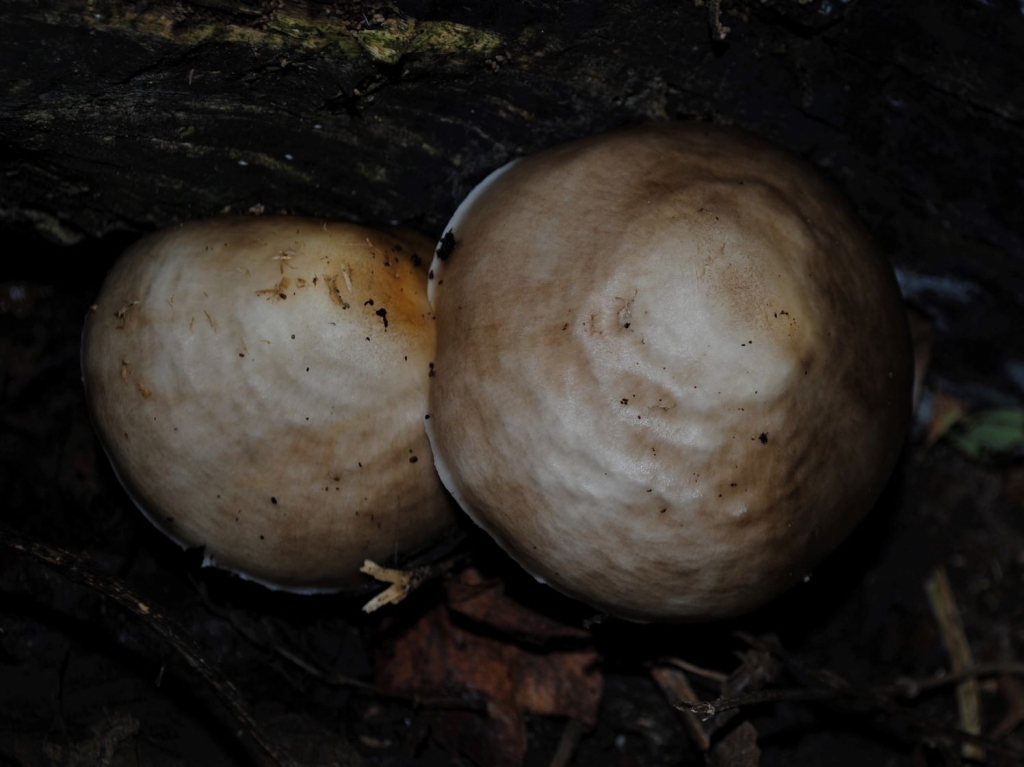 Deer Shield - Wild Food UK