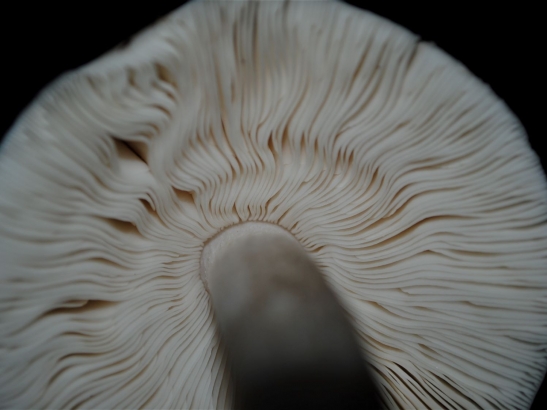 Deer Shield - Wild Food UK