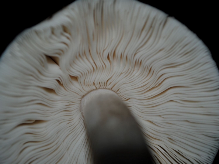 Deer Shield - Wild Food UK