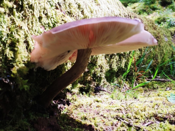 Deer Shield - Wild Food UK