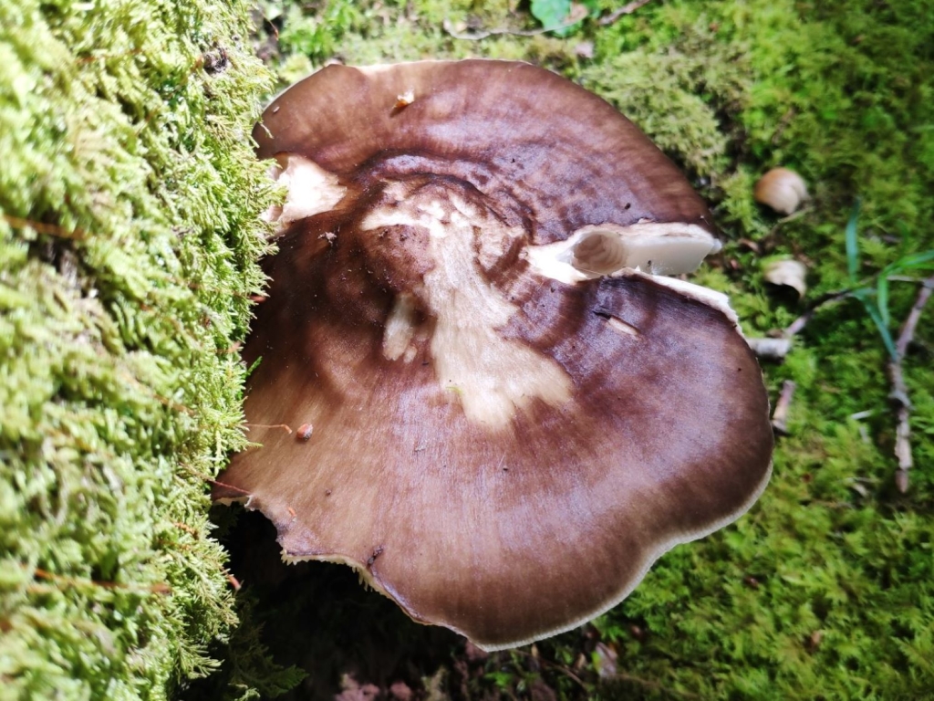 Deer Shield - Wild Food UK