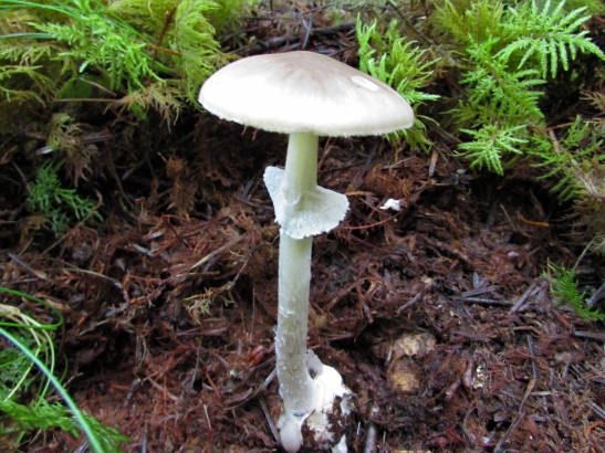 The Most Poisonous UK Fungi Part 1. - Wild Food UK