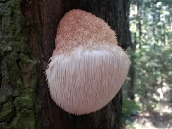 Lion’s Mane - Wild Food UK