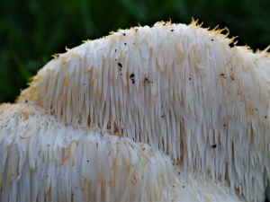 Lion’s Mane - Wild Food UK