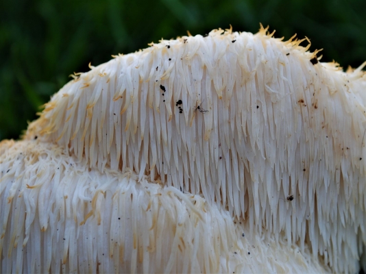 Lion’s Mane - Wild Food UK