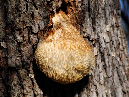 Lion’s Mane - Wild Food UK