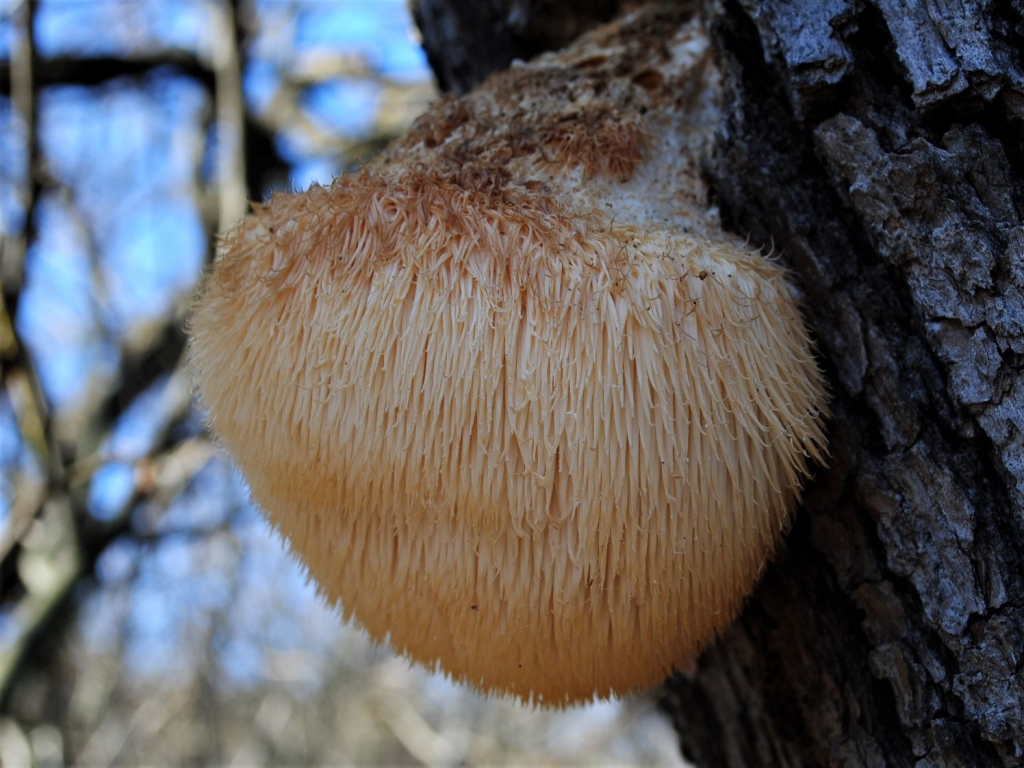Lion’s Mane - Wild Food UK