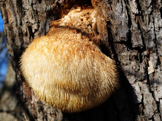 Lion’s Mane - Wild Food UK