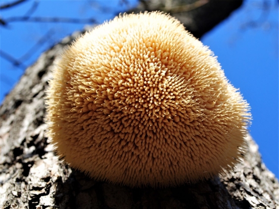 Lion’s Mane - Wild Food UK