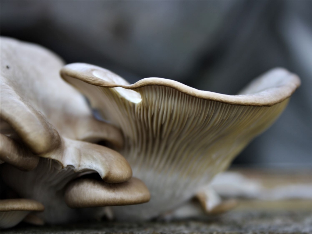 Pale Oyster - Wild Food UK