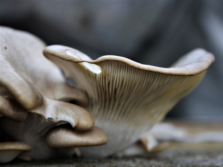 Pale Oyster - Wild Food UK