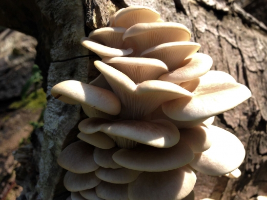 Pale Oyster - Wild Food UK