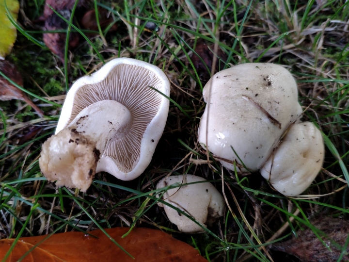 Poison Pie - Wild Food UK