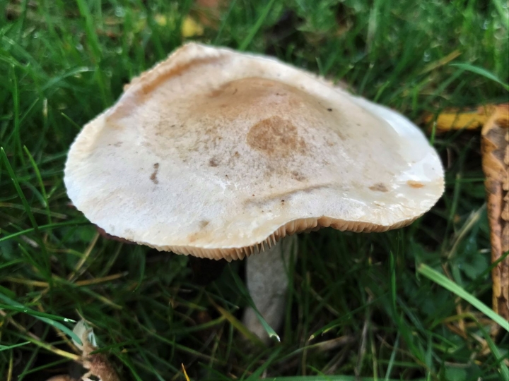 Poison Pie - Wild Food UK