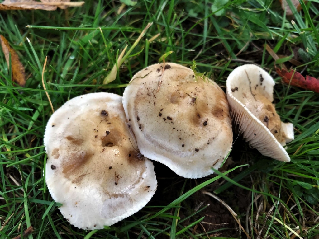 Poison Pie - Wild Food UK