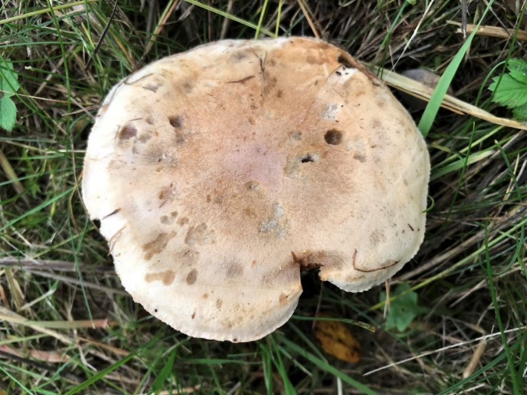 Poison Pie - Wild Food UK