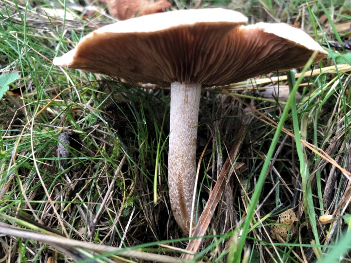 Poison Pie - Wild Food UK