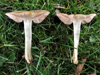 Poison Pie - Wild Food UK