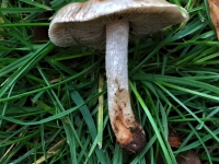 Poison Pie - Wild Food UK