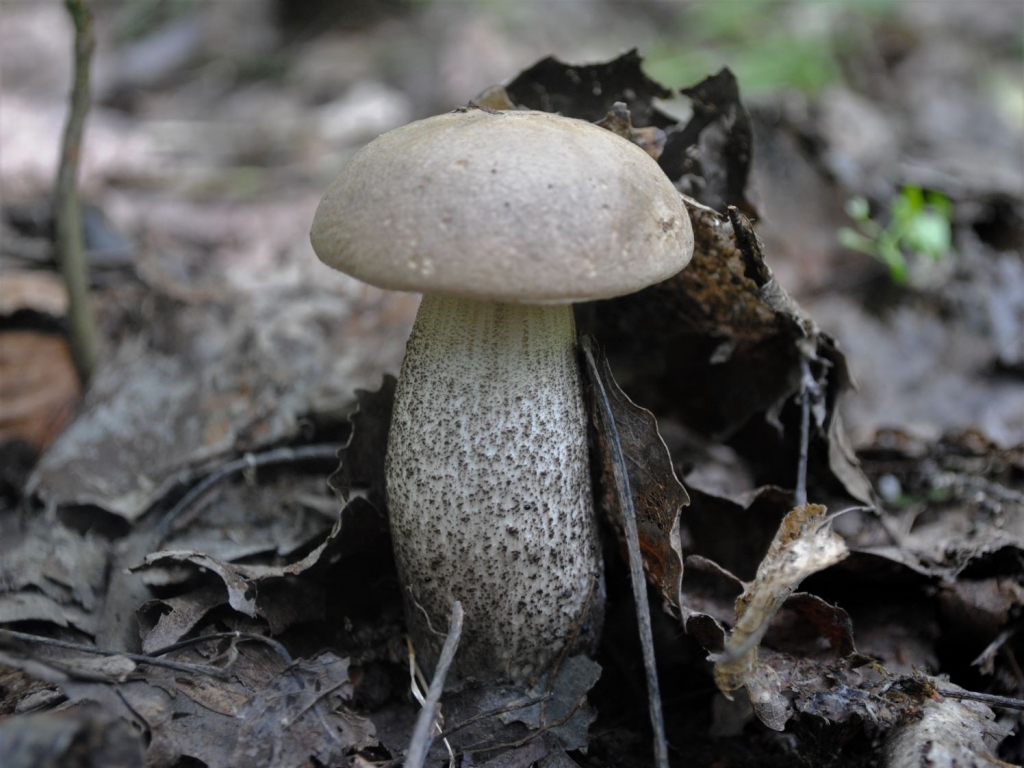 Slate Bolete - Wild Food UK