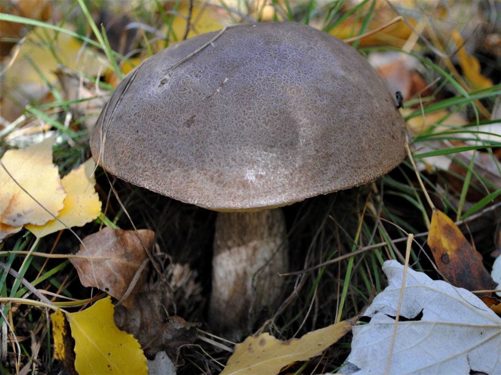 Slate Bolete - Wild Food UK