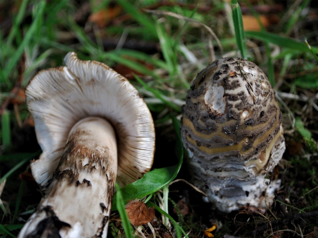 Snakeskin Grisette - Wild Food UK