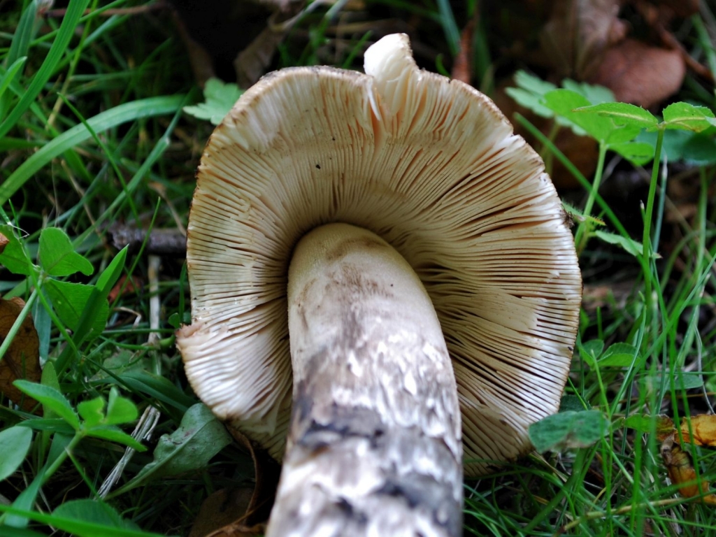 Snakeskin Grisette - Wild Food UK