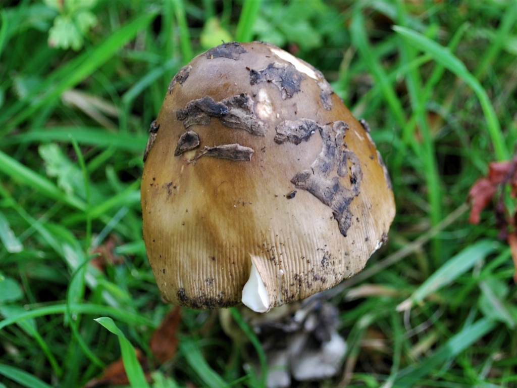 Snakeskin Grisette - Wild Food UK