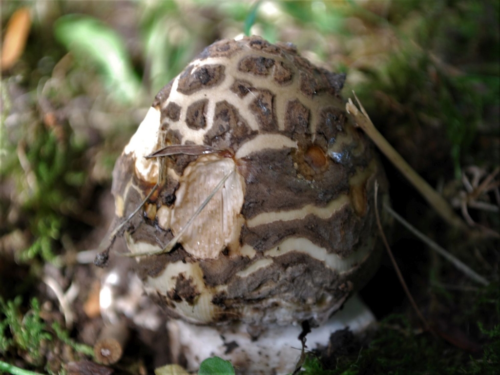 Snakeskin Grisette - Wild Food UK