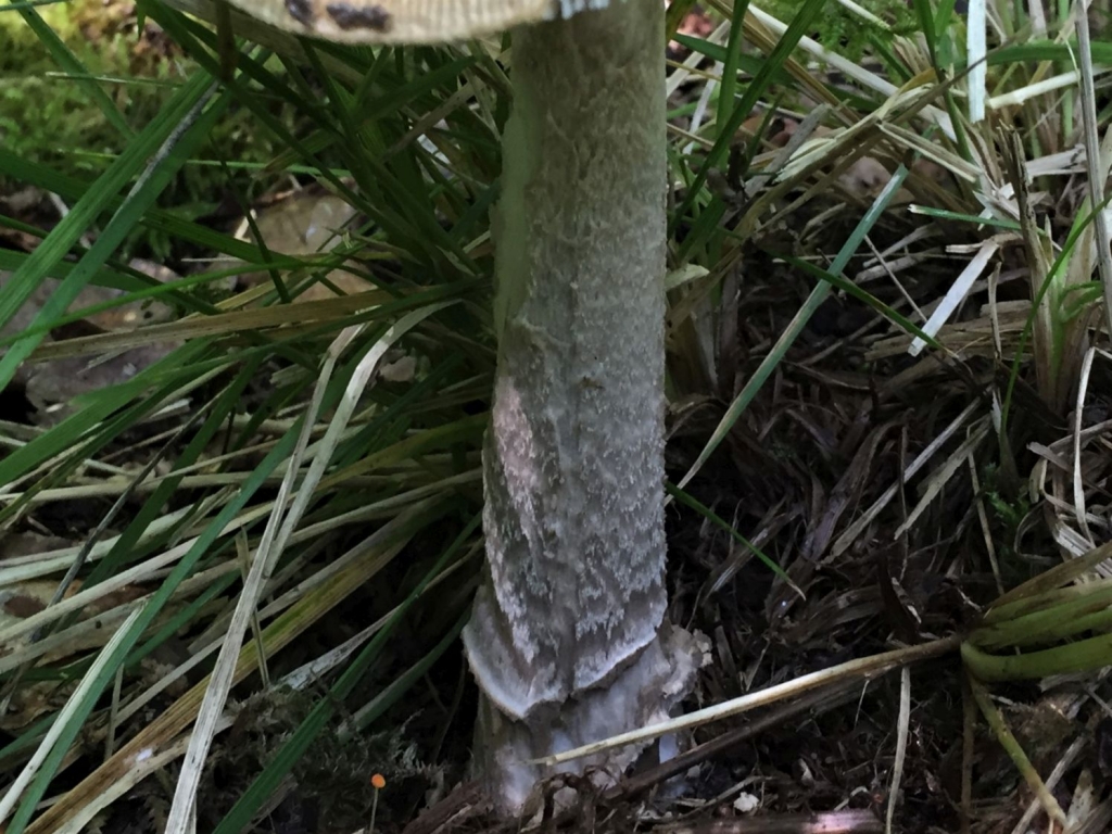 Snakeskin Grisette - Wild Food UK
